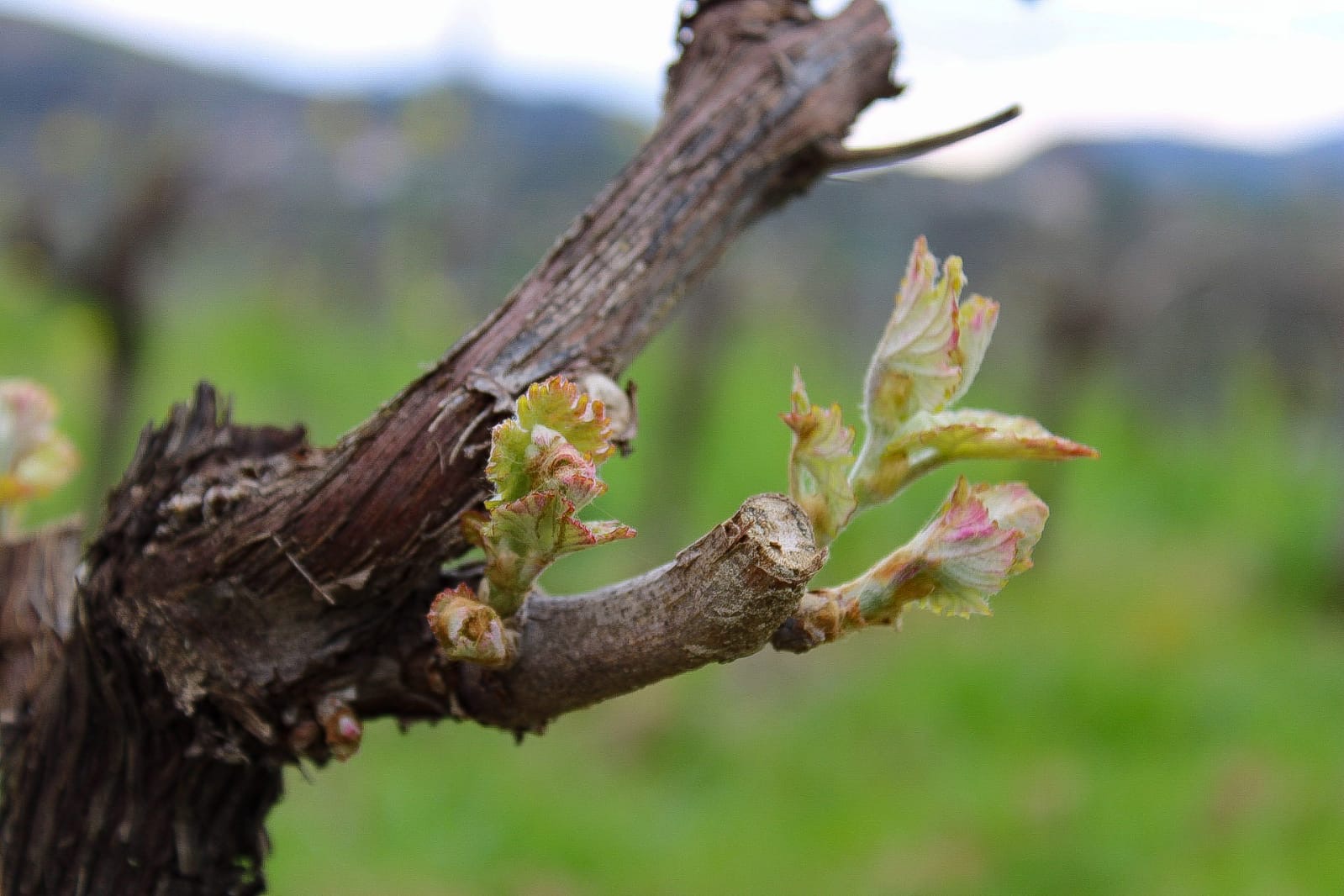 Early Spring Frosts and Protection on The Vineyard - Palazzo Tronconi