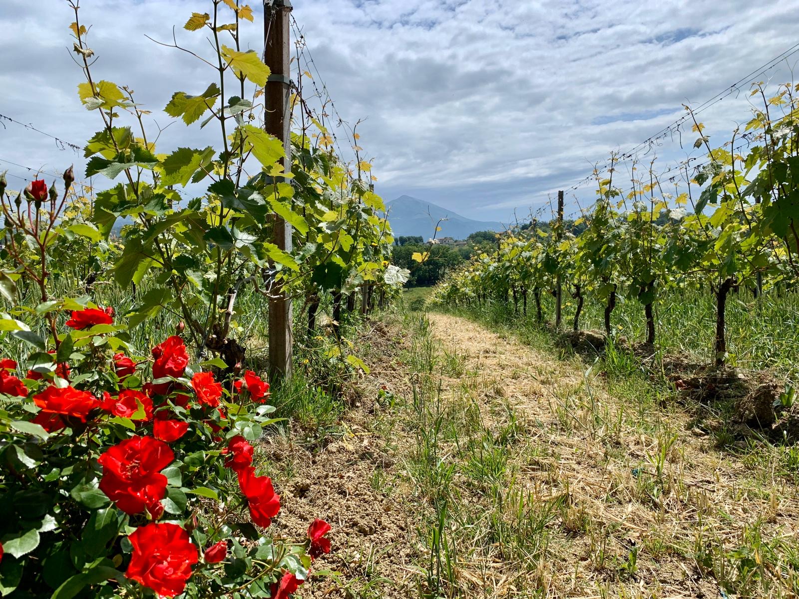 Roses on a Vineyard - Preventing Disease Naturally - Palazzo Tronconi
